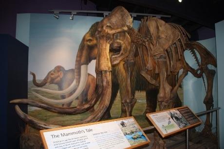 From minibeasts to mammoths: study in Shropshire | Features | School ...
