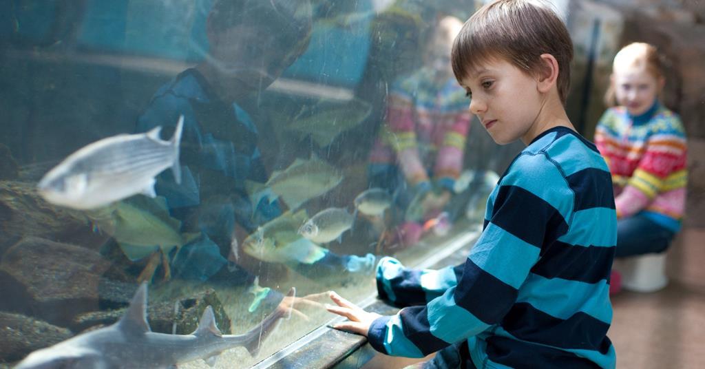 Some of the best experiences linked to sea life and oceans | Features ...