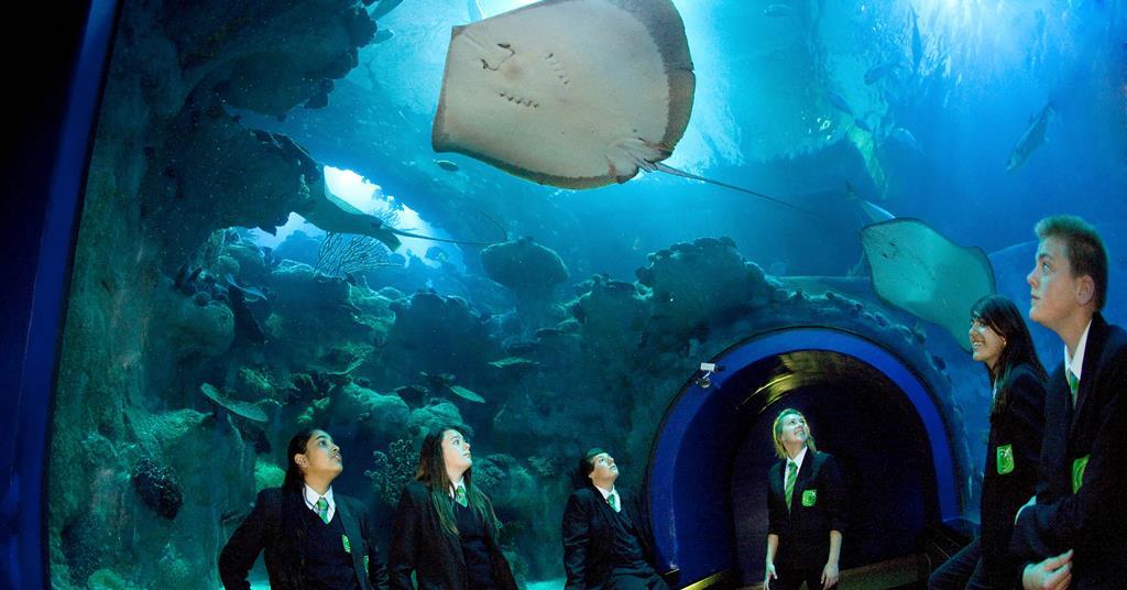 Some of the best experiences linked to sea life and oceans | Features ...