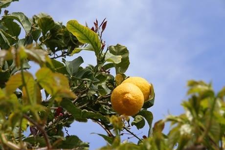 Crisis management; the lemon dodging approach | Features | School ...