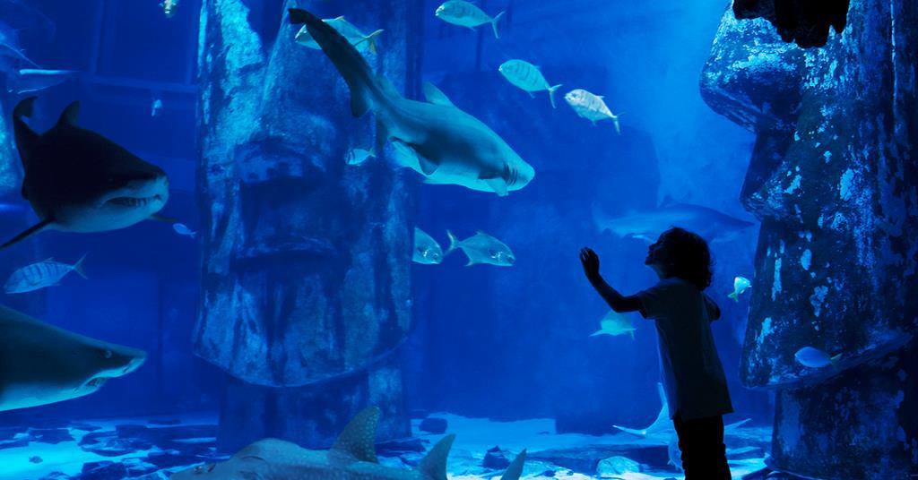 How SEA LIFE centres bring climate change impact to life | Sponsored ...