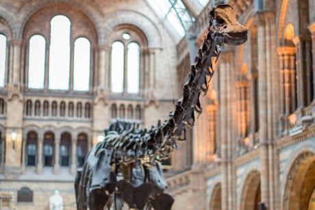diplodocus skeleton dippy