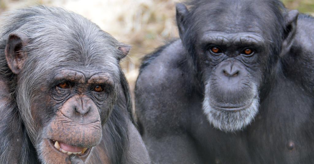 Rainforests: Monkey World – Ape Rescue Centre | News & Ideas | School ...