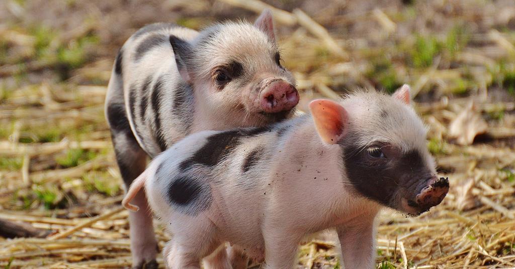 Bill Quay Community Farm expands Primary school programme | News ...