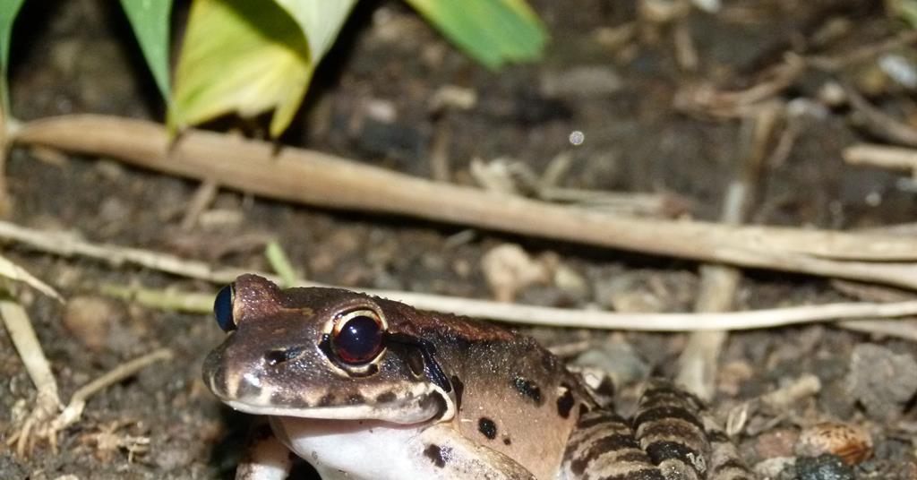 Secret Life of Reptiles and Amphibians opens at London Zoo | School Travel Organiser