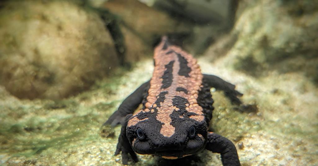 Secret Life of Reptiles and Amphibians opens at London Zoo | School Travel Organiser